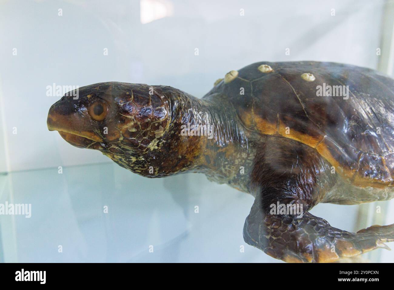 Anatomy of the turtle shell hi-res stock photography and images - Alamy