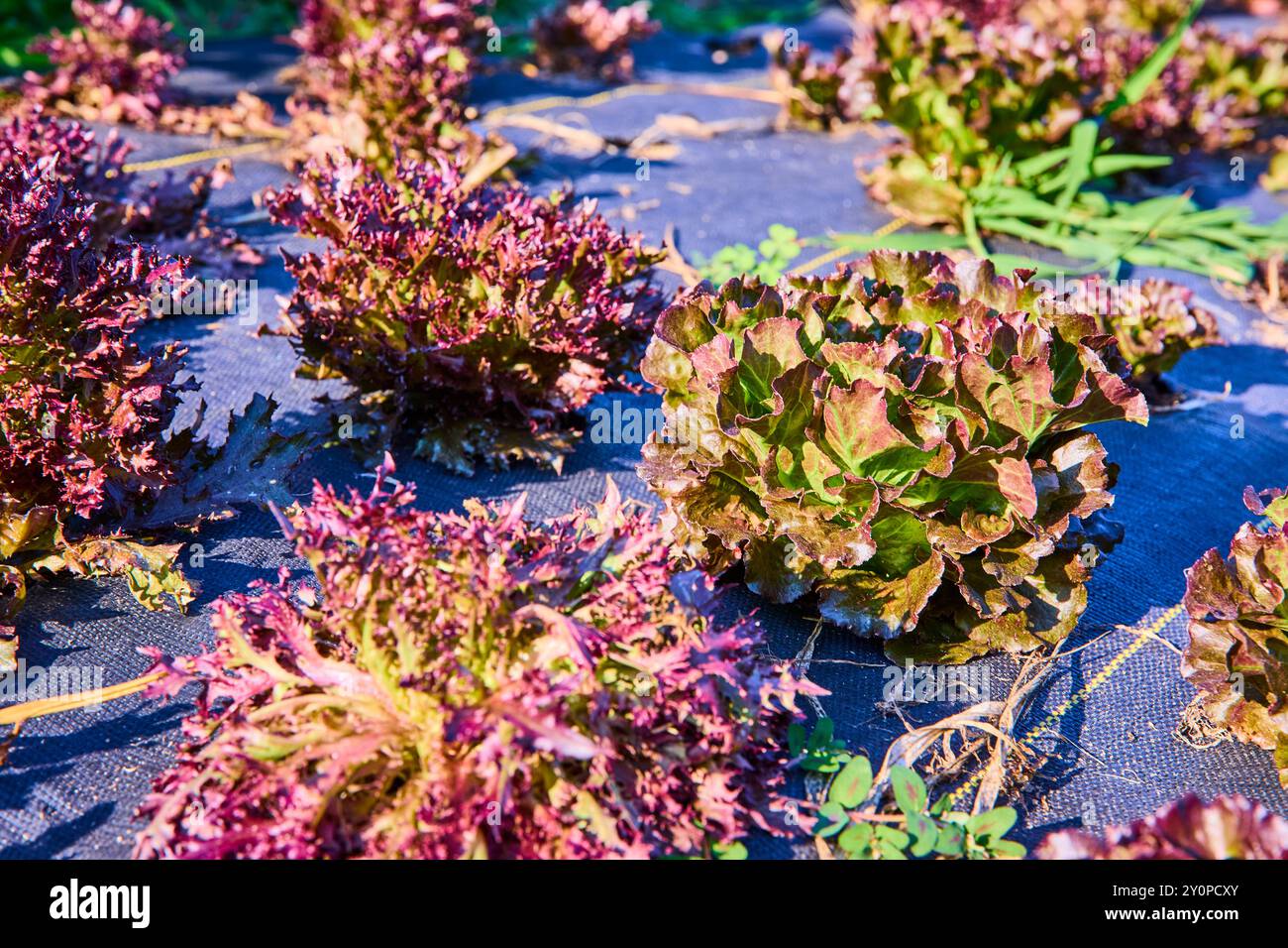 Weed control fabric hi-res stock photography and images - Alamy