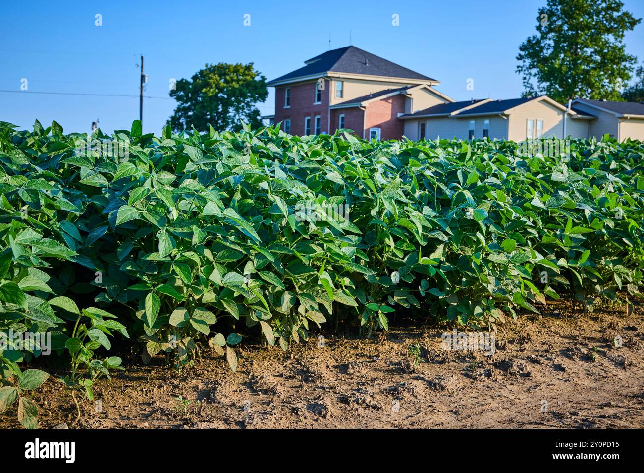 Soybean Field and Rural Brick House at Eye-Level Stock Photo - Alamy
