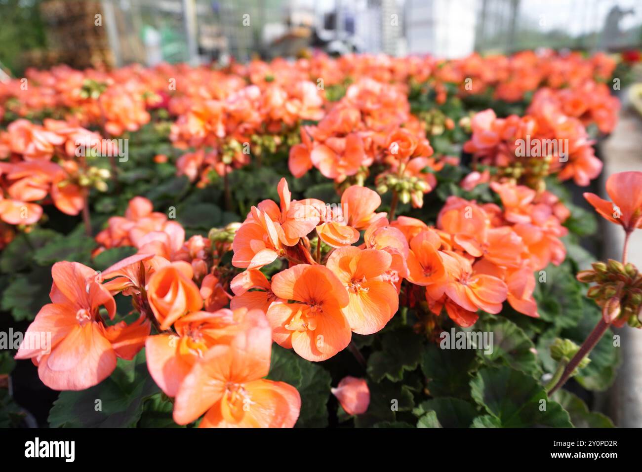 Orange geranium grows in the greenhouse, delighting the eye with its ...