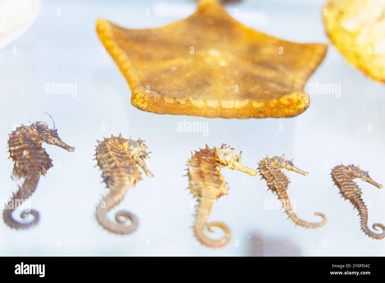 A collection of seahorse specimens is showcased in a museum exhibit ...