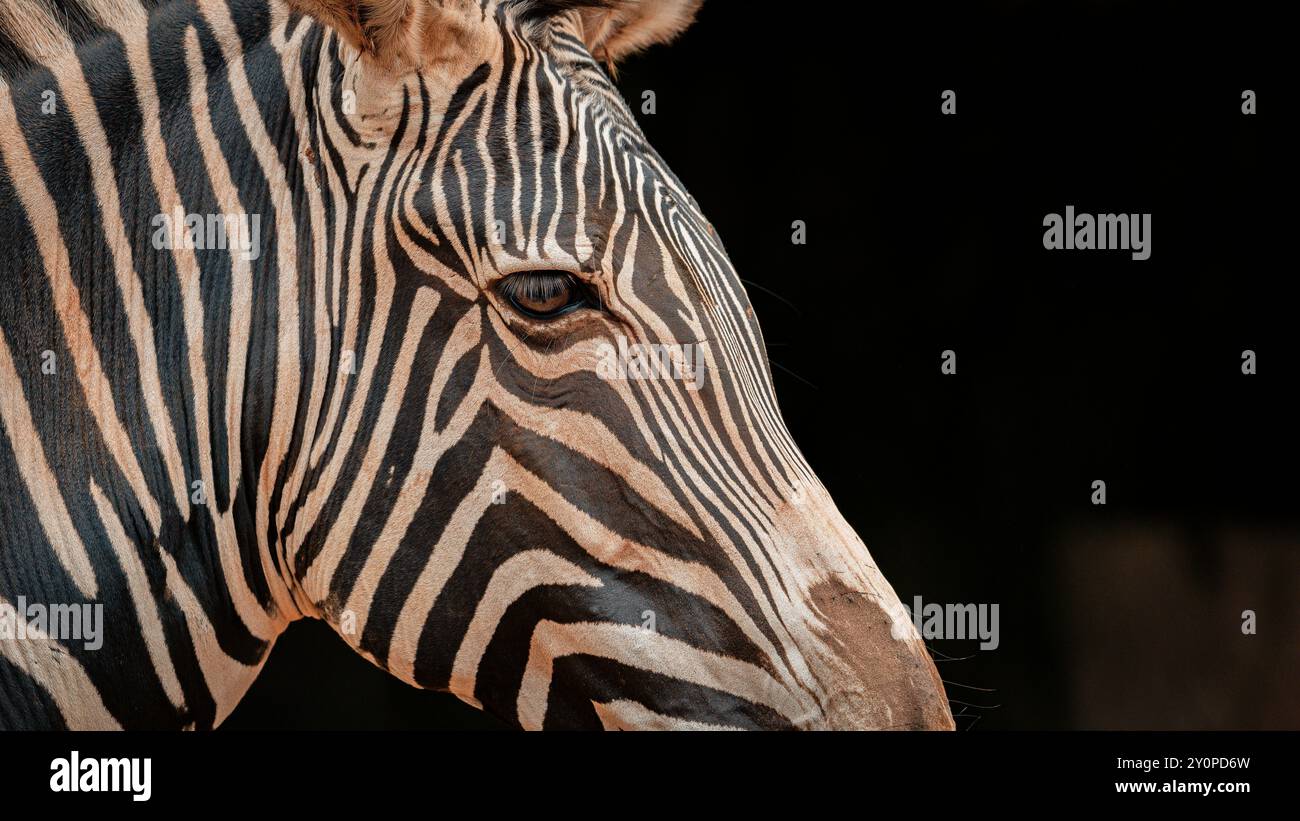 Stunning close-up of a Grevy's zebra in its natural habitat. The ...