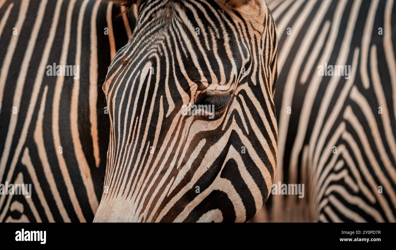 Stunning close-up of a Grevy's zebra in its natural habitat. The ...