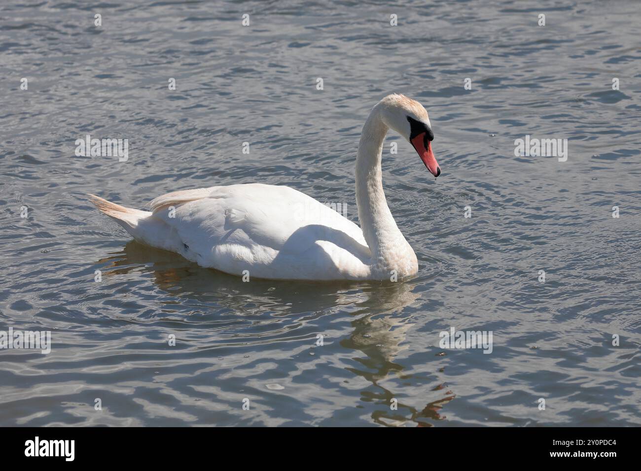 A mute swan (Cygnus olor) swimming from left to right on the sea Stock ...