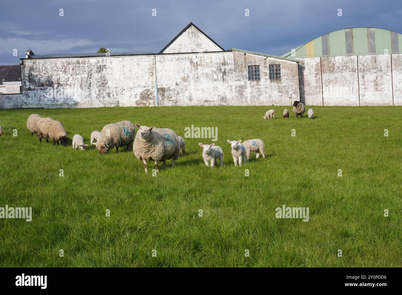 Shepherd with a flock of sheep at a barn hi-res stock photography and ...