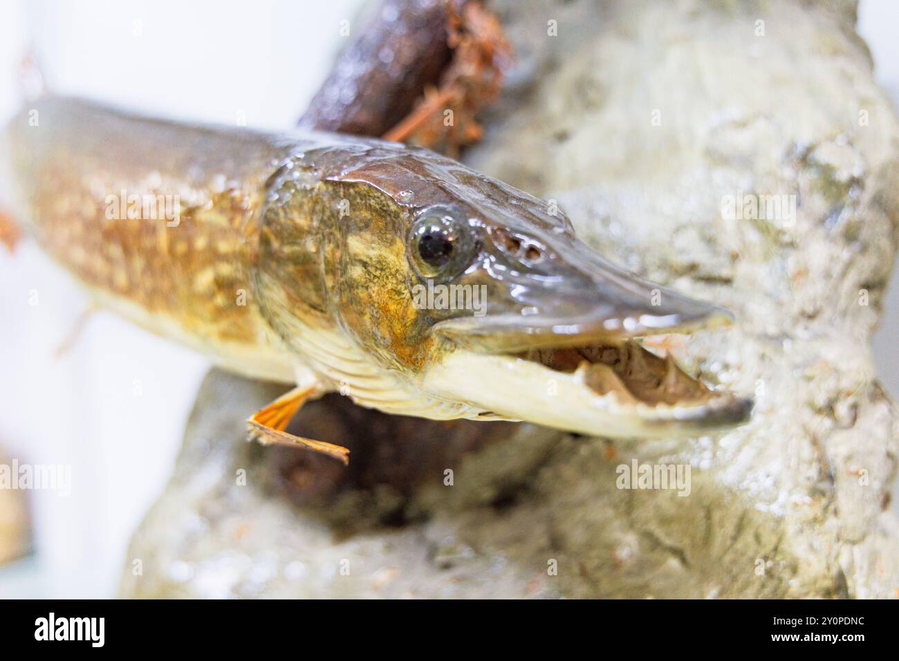 The northern pike is mounted on a natural-looking rock, highlighting ...