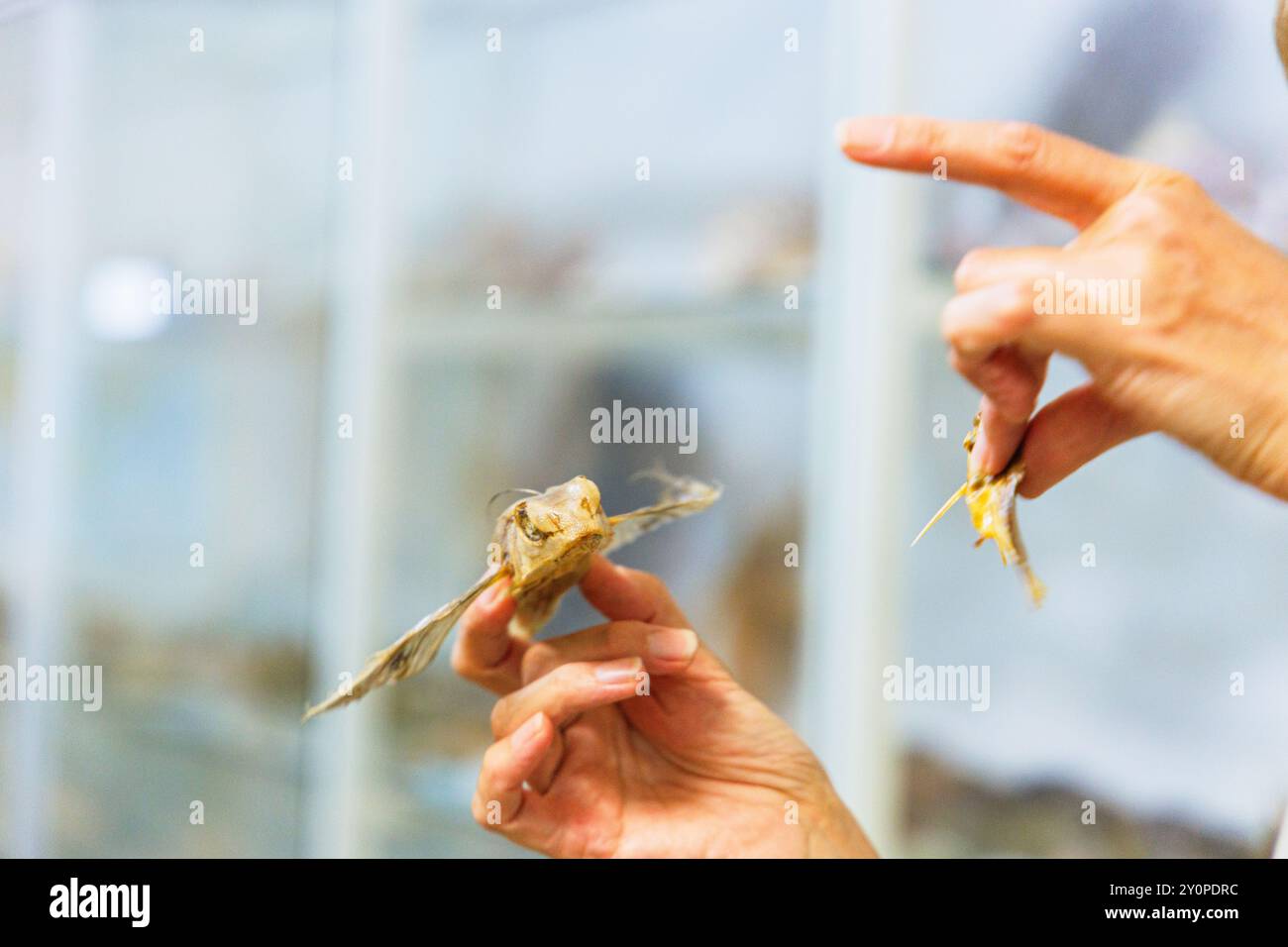Detailed exploration biology anatomy hi-res stock photography and ...