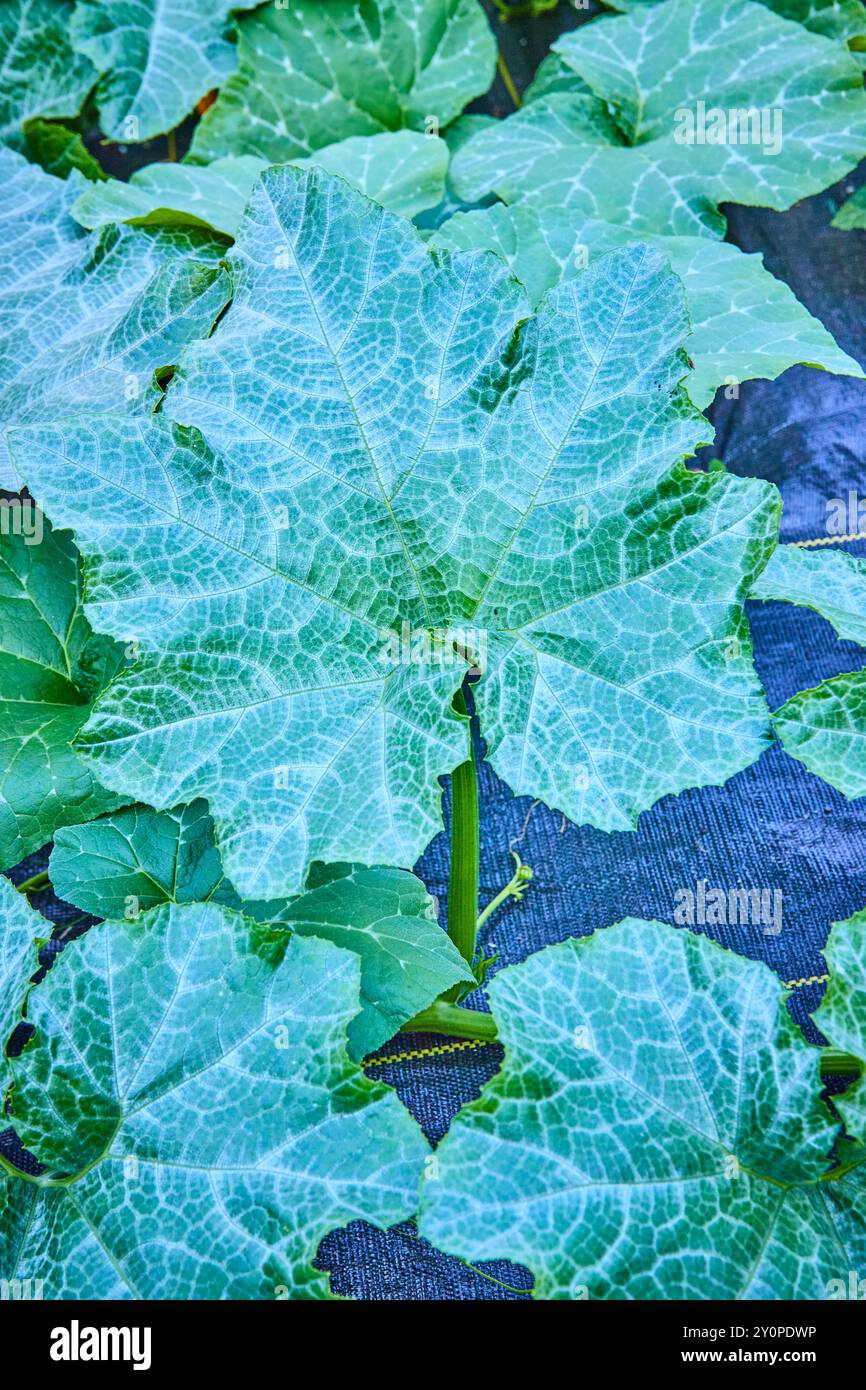 Healthy Green Squash Leaves Close-Up Perspective Stock Photo - Alamy
