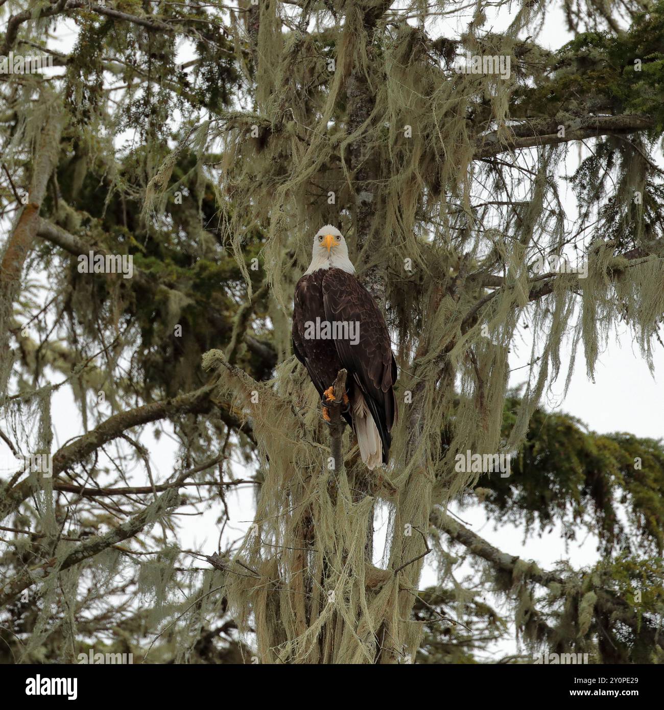 A bald eagle (Haliaeetus leucocephalus) perched in a tree hanging with ...