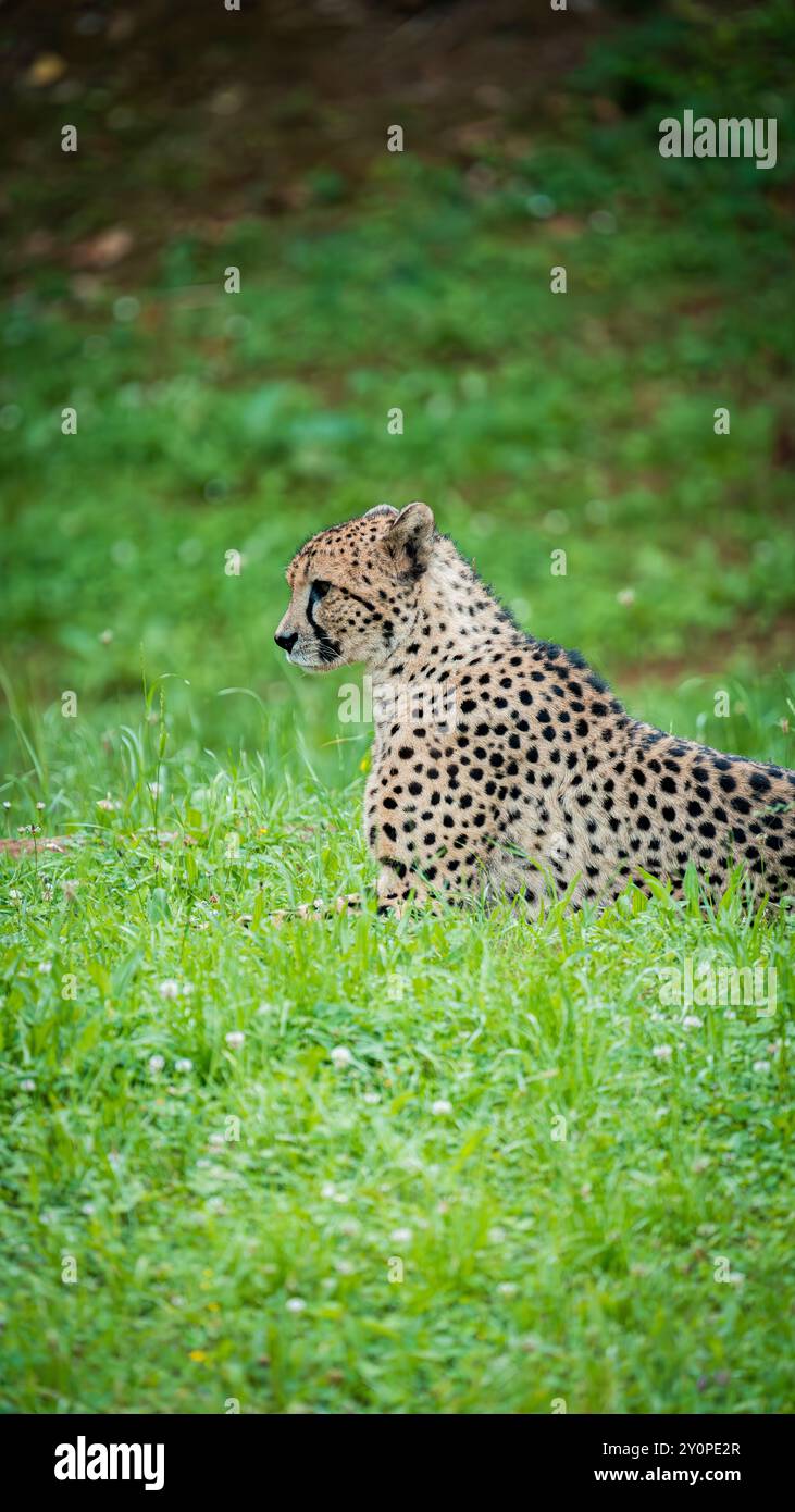 Stunning cheetah lying on the great green meadow watching its next prey ...