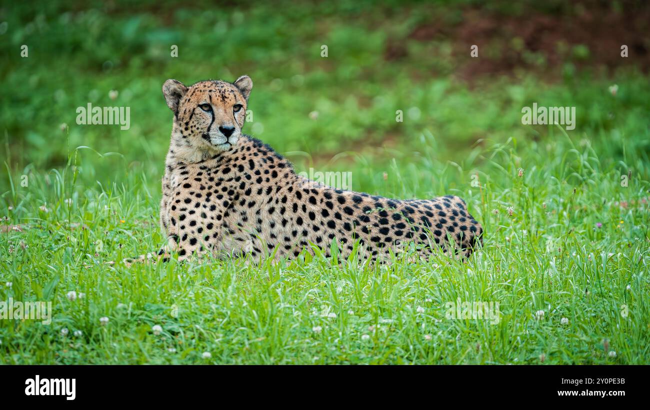 Stunning cheetah lying on the great green meadow watching its next prey ...