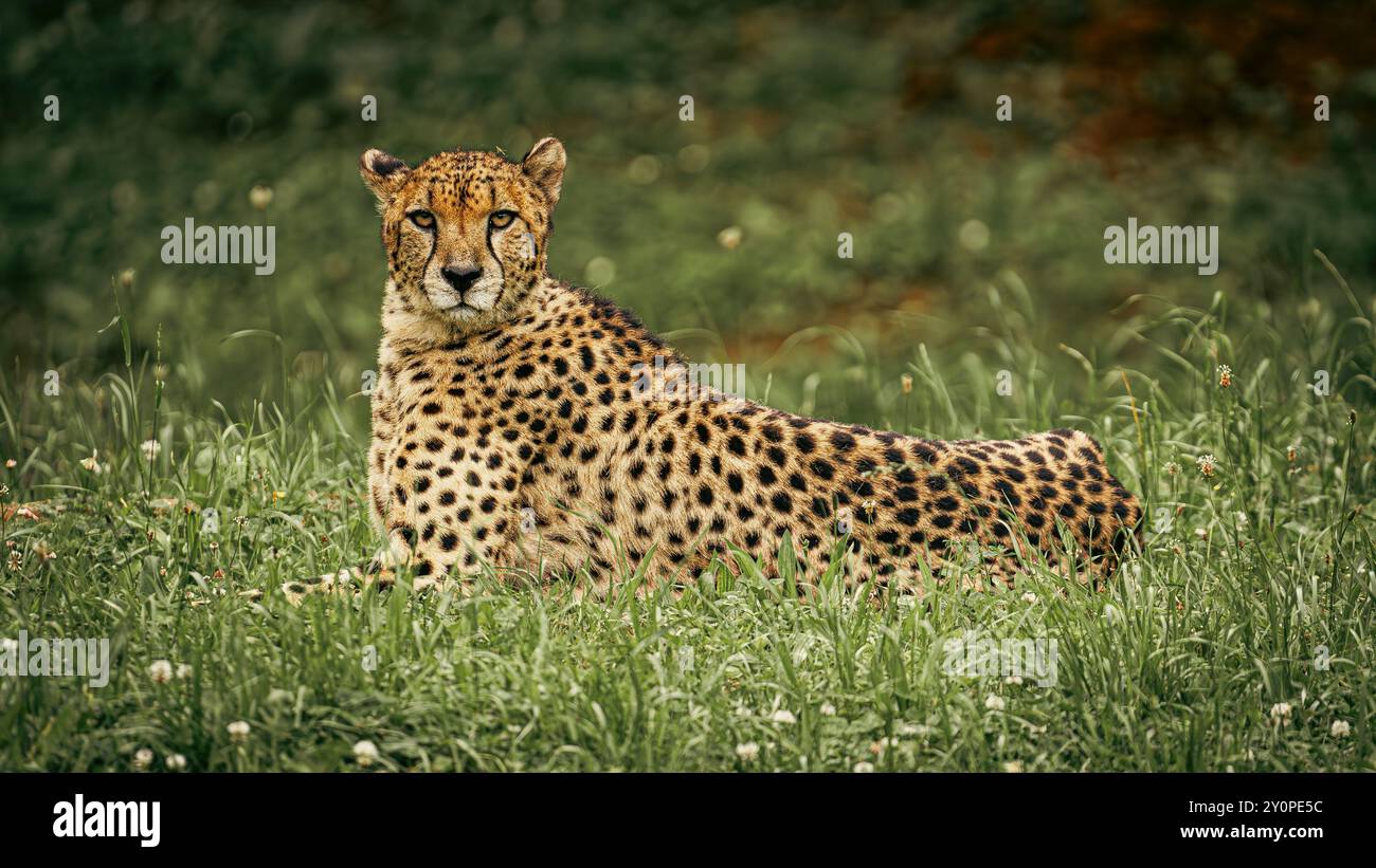 Stunning cheetah lying on the great green meadow watching its next prey ...