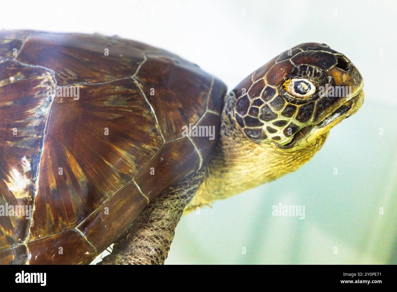 Displaying distinct species hi-res stock photography and images - Alamy