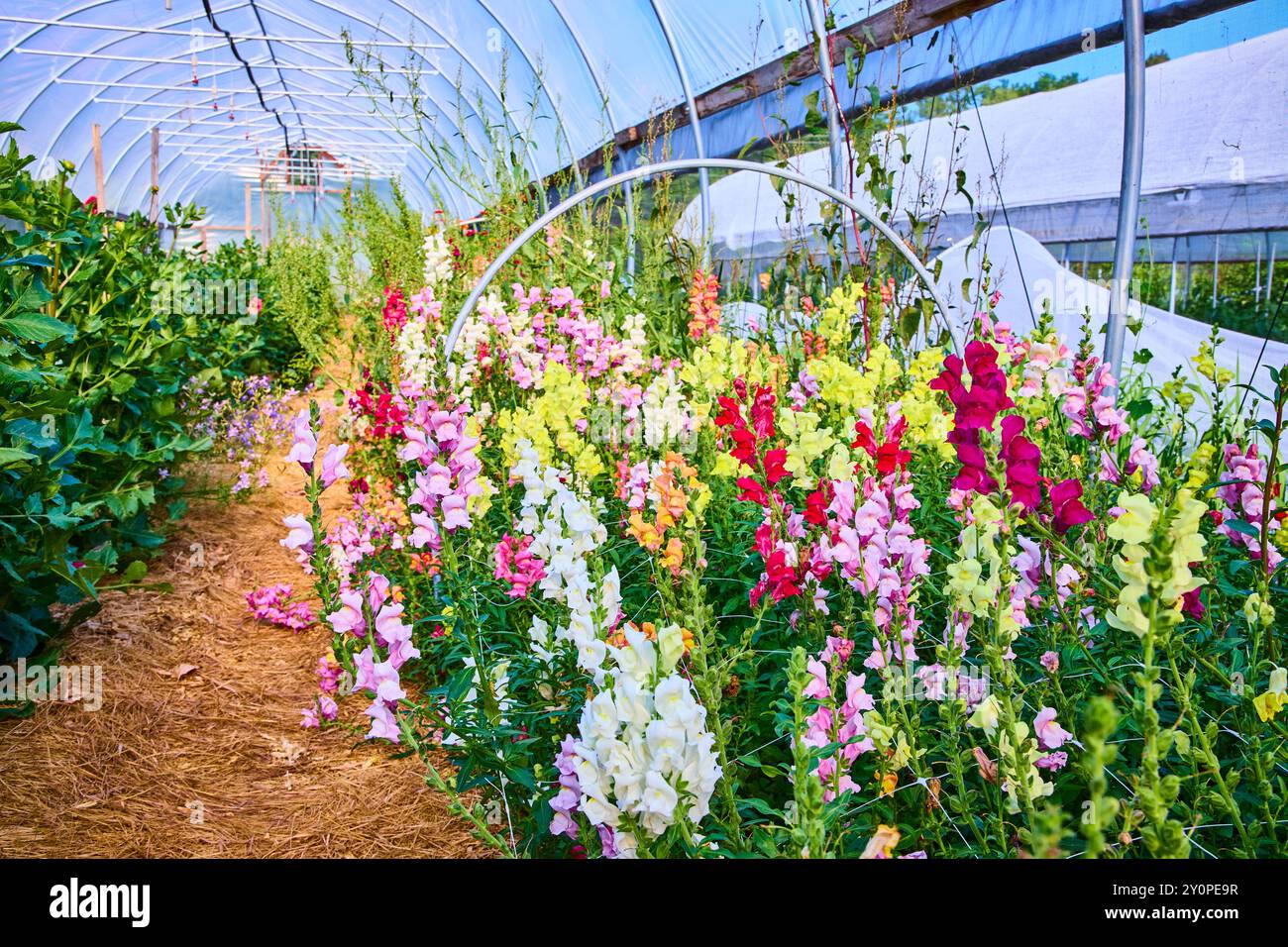 Vibrant Snapdragons in Bloom in Greenhouse Eye-Level View Stock Photo ...