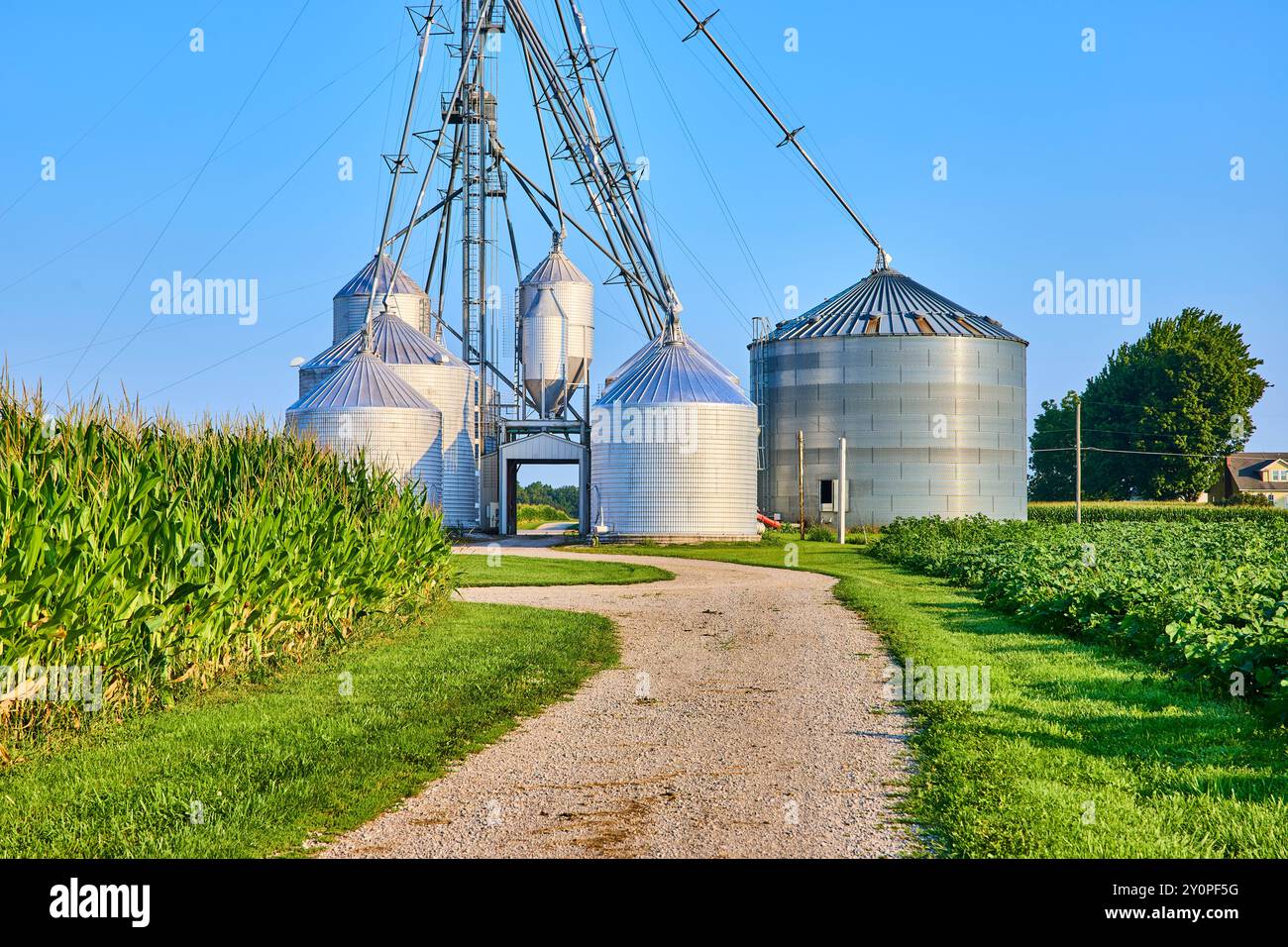 Grain Silos and Corn Fields with Gravel Path Eye Level View Stock Photo ...