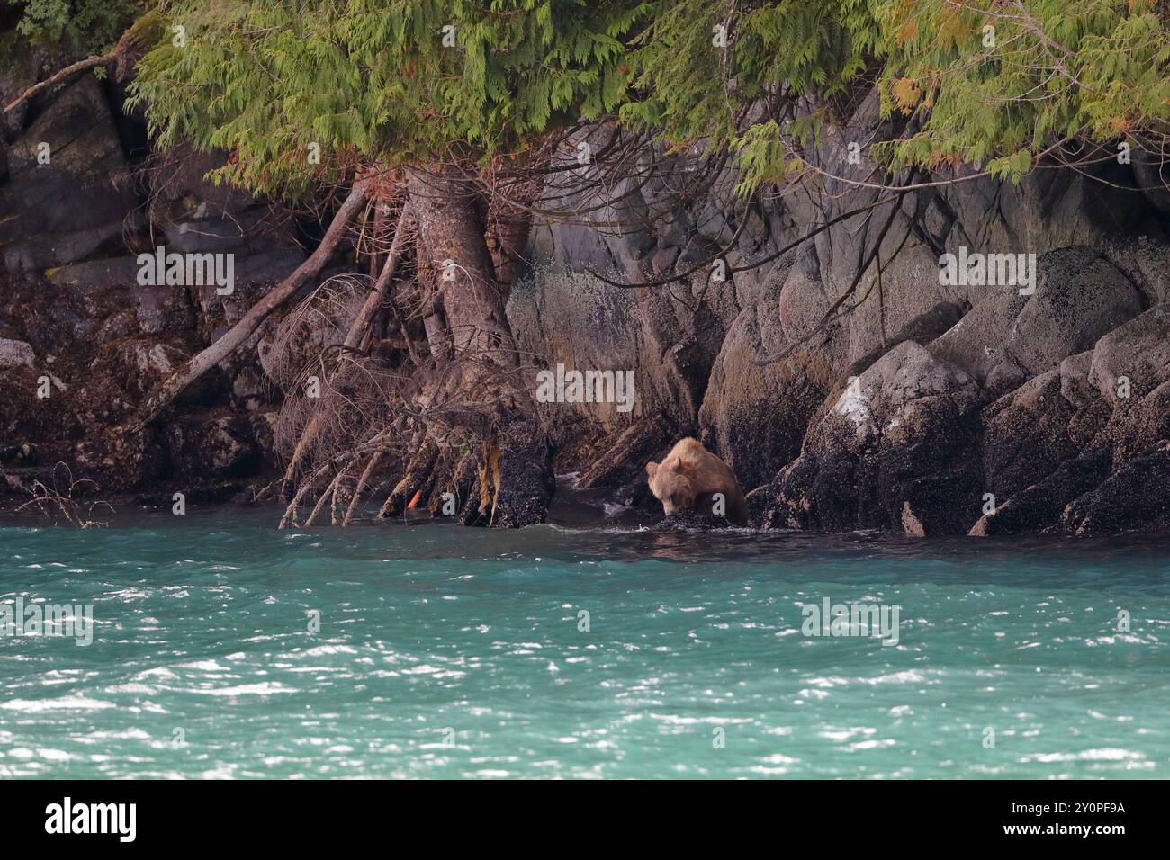 Honey coloured female grizzly bear (Ursus arctos horribilis) named ...