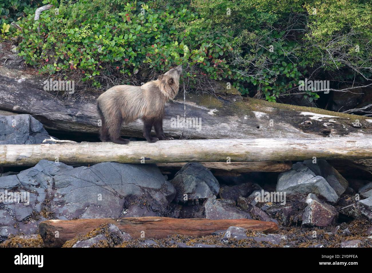Honey coloured female grizzly bear (Ursus arctos horribilis) named ...