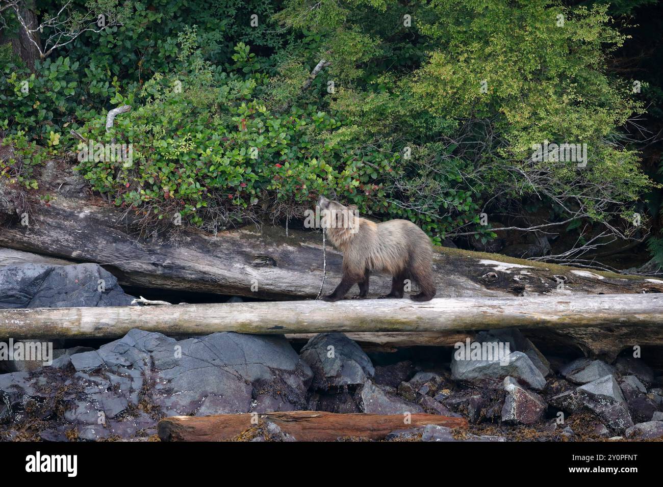 Grizzly bear log eating hi-res stock photography and images - Alamy