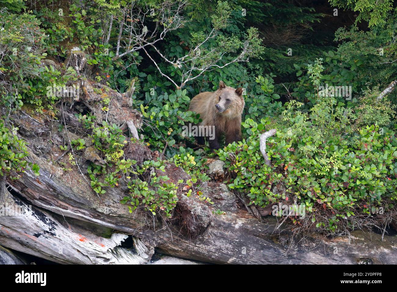Honey coloured female grizzly bear (Ursus arctos horribilis) named ...