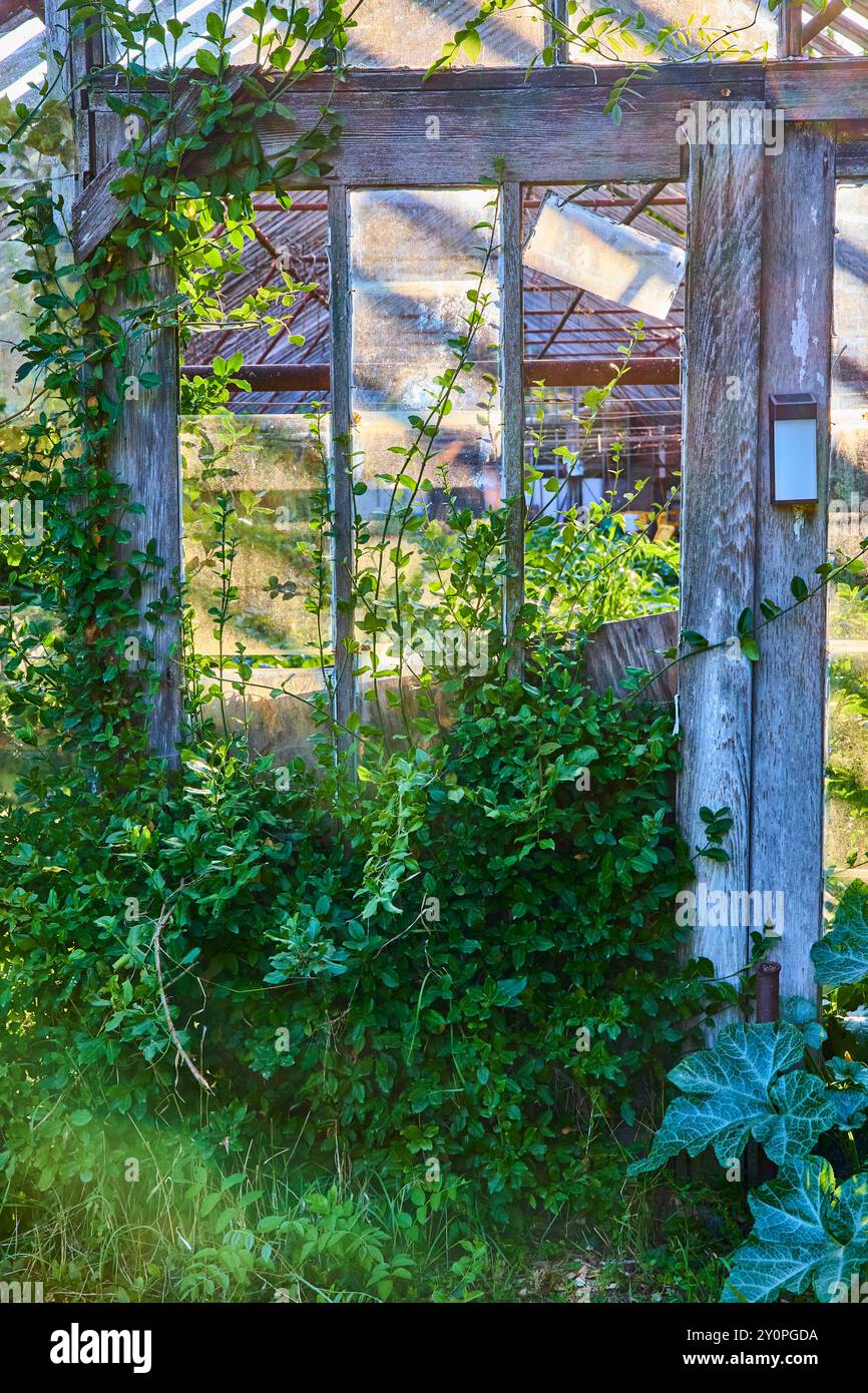 Overgrown abandoned greenhouse ivy hi-res stock photography and images ...
