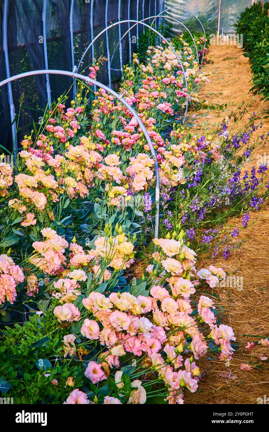 Lisianthus Flower Farm in Full Bloom Eye-Level Perspective Stock Photo ...