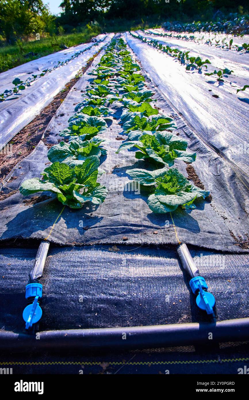 Close up view drip irrigation hi-res stock photography and images - Alamy