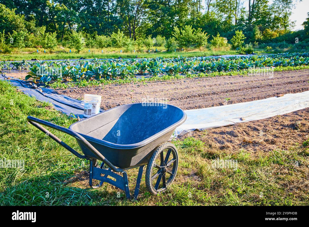 Wheelbarrow and Bucket in Community Garden Rows Eye Level Stock Photo ...