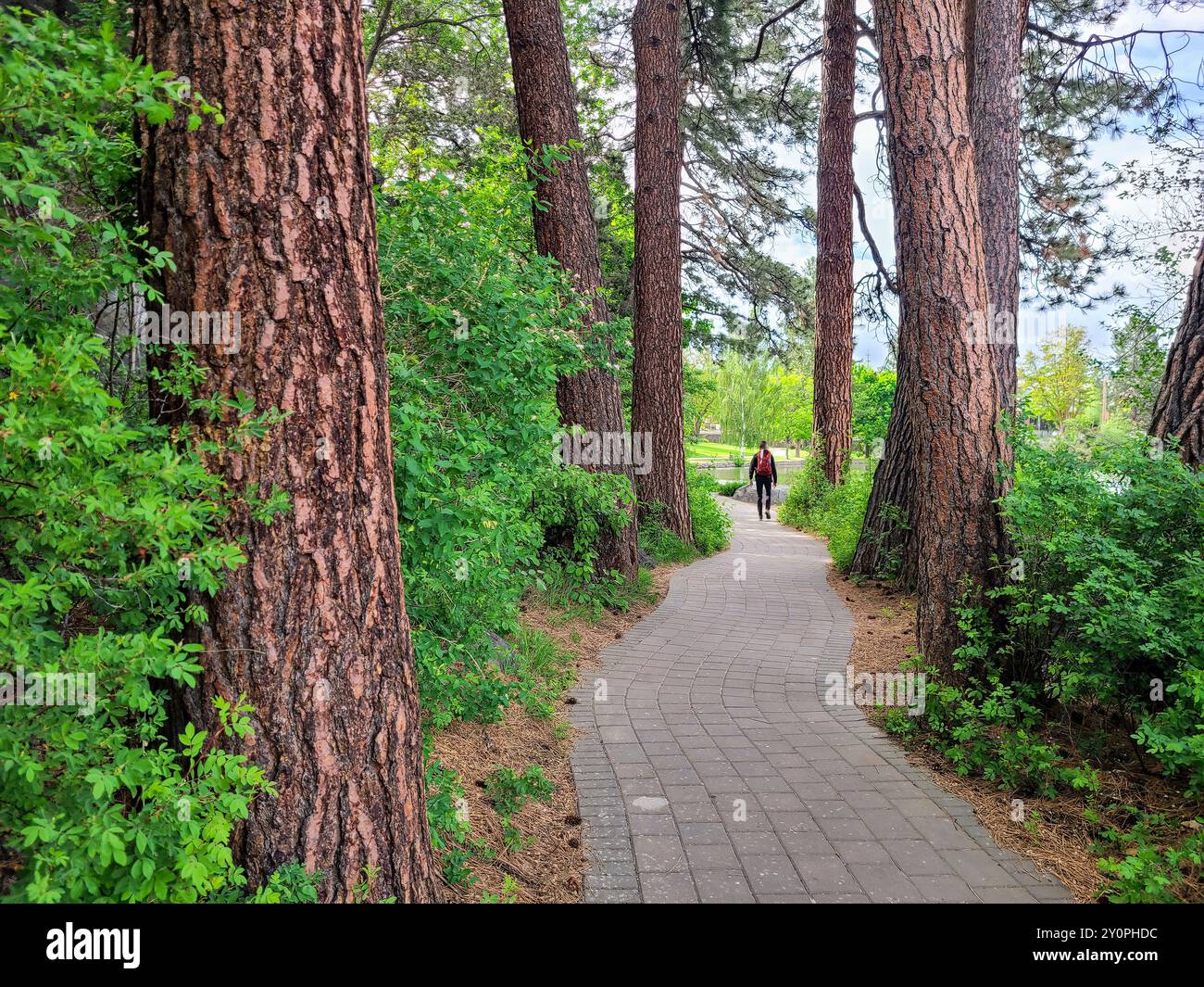 Path pine trees hi-res stock photography and images - Alamy