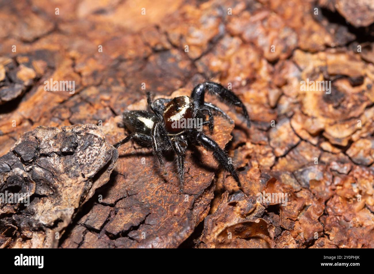 Portia, or the Common Jumping Spider is an active free ranging predator ...