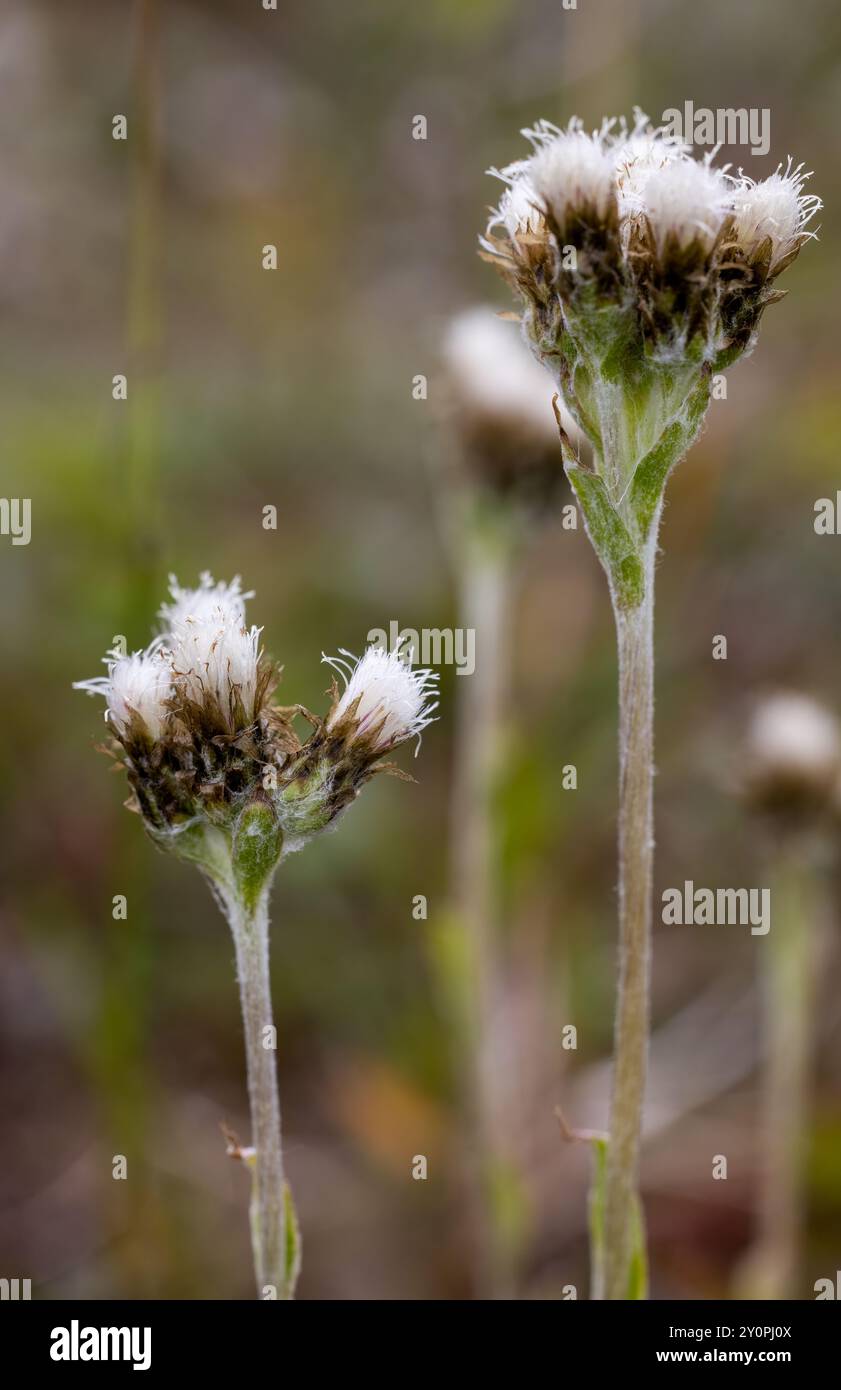 Alpine plants alpine plant asteraceae hi-res stock photography and ...