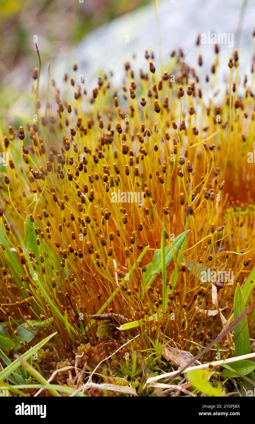Pink stink dung moss Stock Photo - Alamy