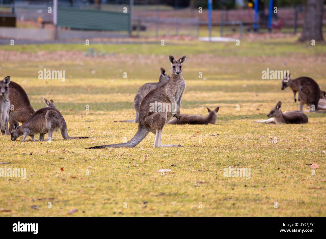 Photograph of Kangaroos relaxing in a grassy field in the town of ...