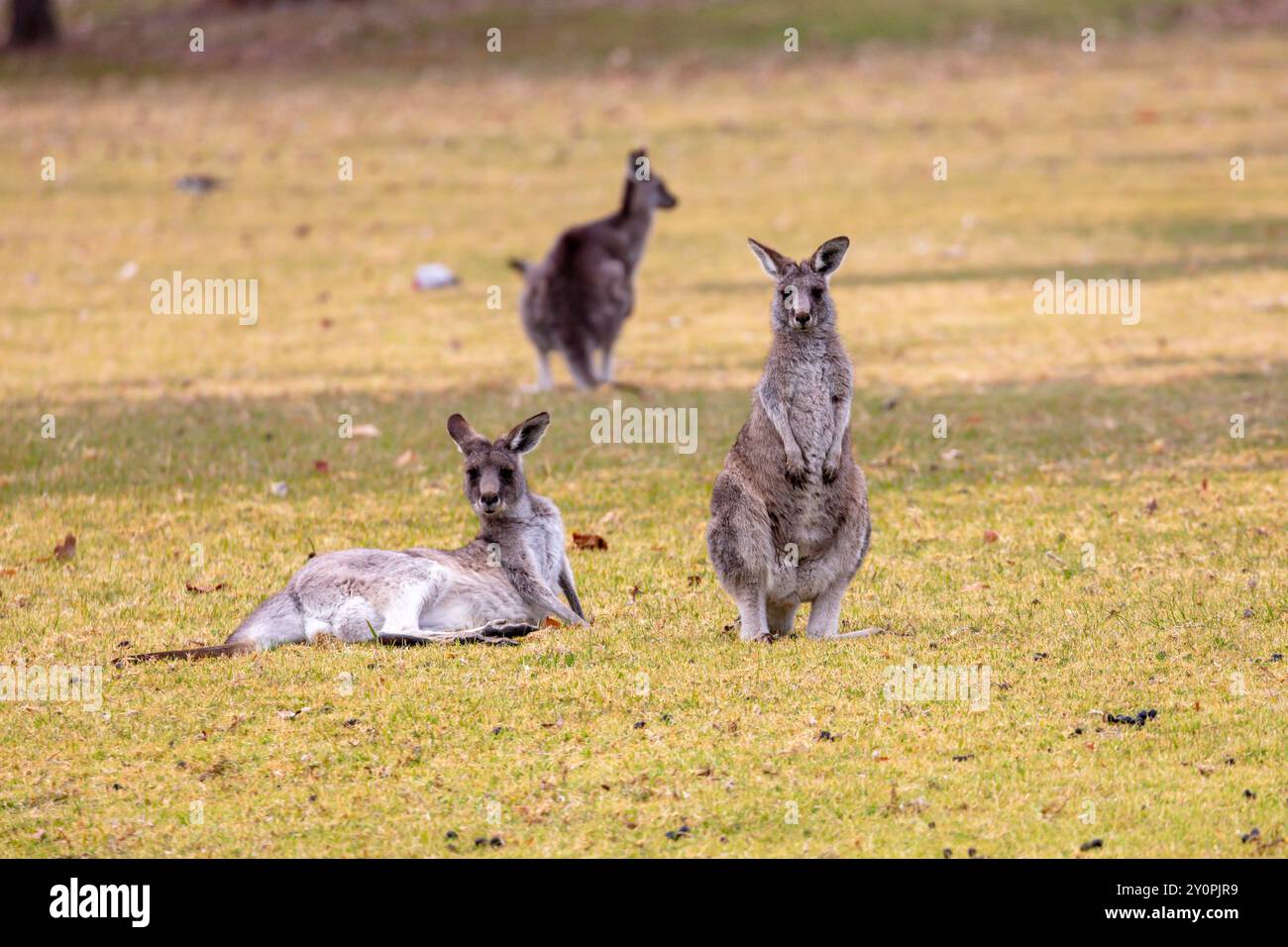 Photograph of Kangaroos relaxing in a grassy field in the town of ...
