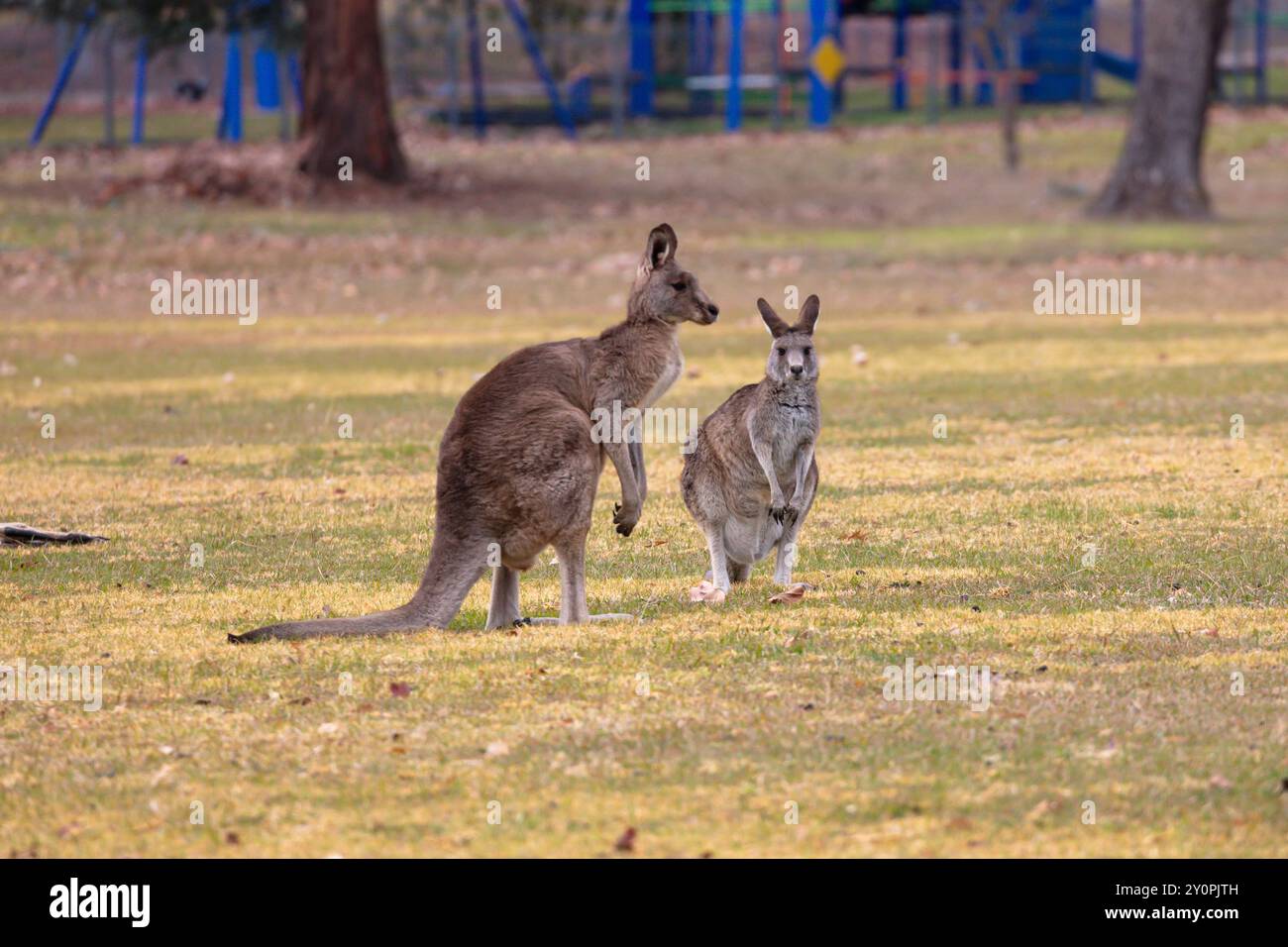 Photograph of Kangaroos relaxing in a grassy field in the town of ...