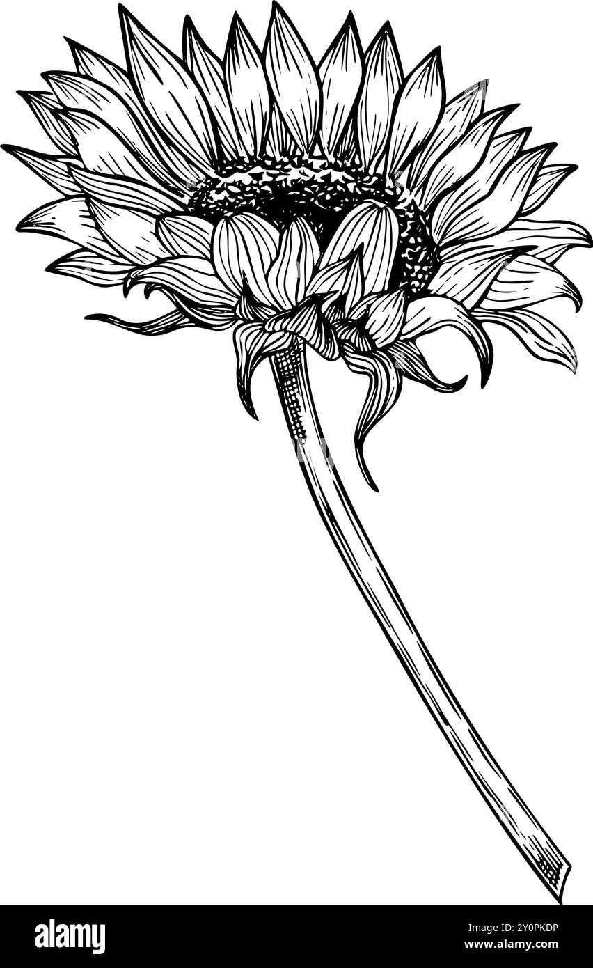 Vector Sunflower Illustration with in outline style. Seasonal autumn ...