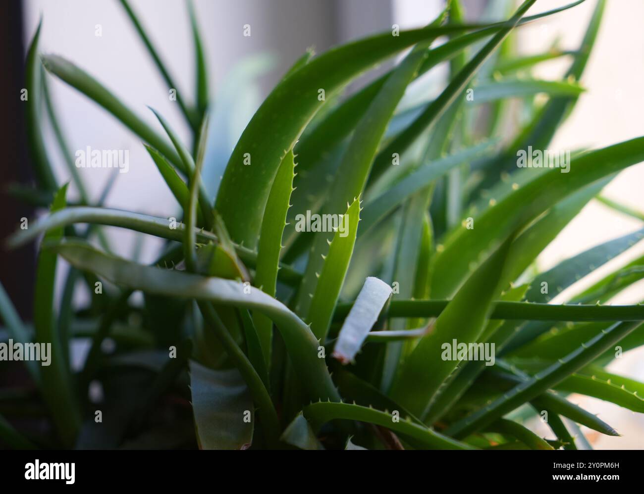 indoor agave plant with spines on the leaf Stock Photo - Alamy