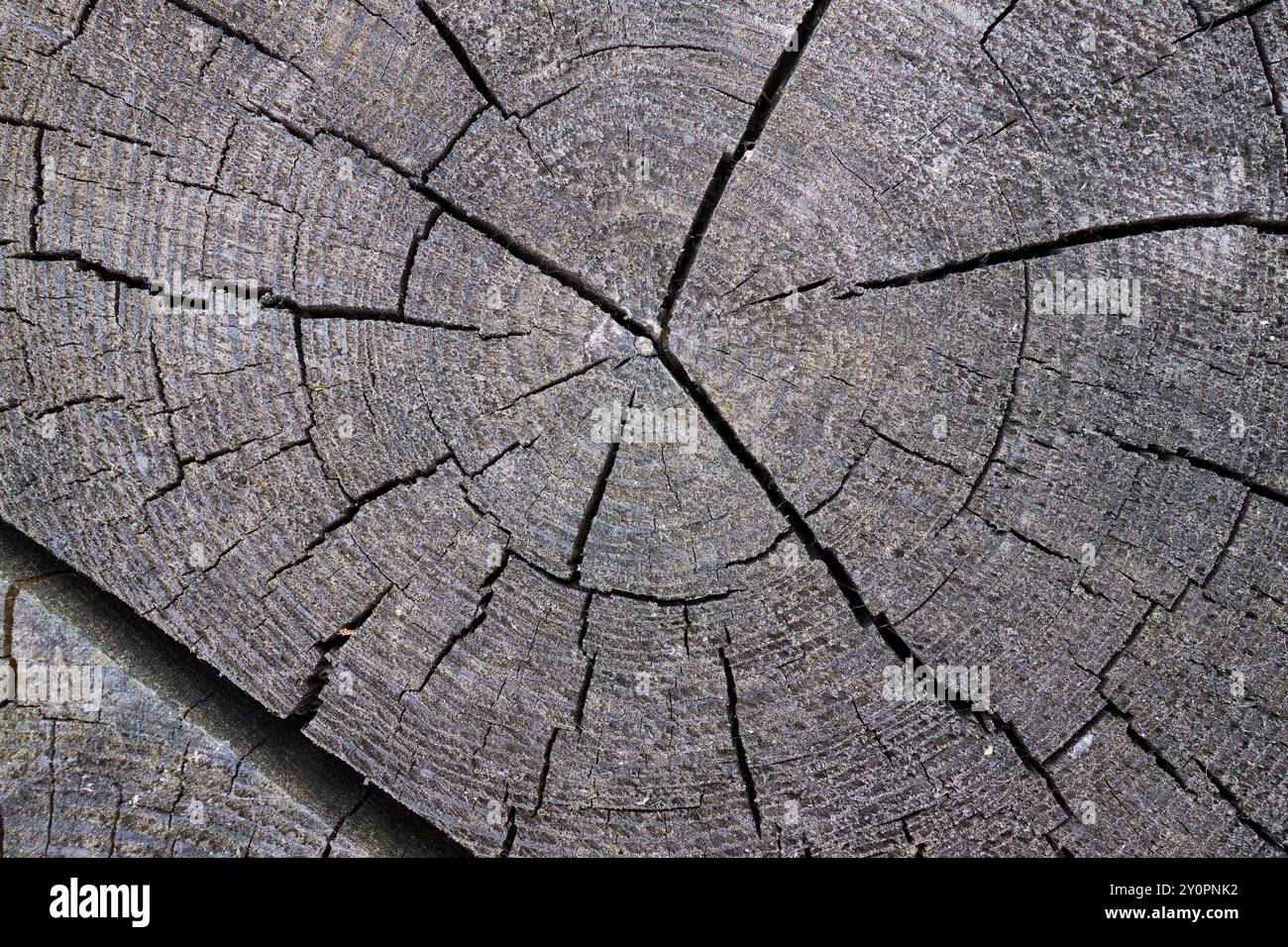 Detailed grey oak wood rings texture. Smooth detailed cracked wood ...