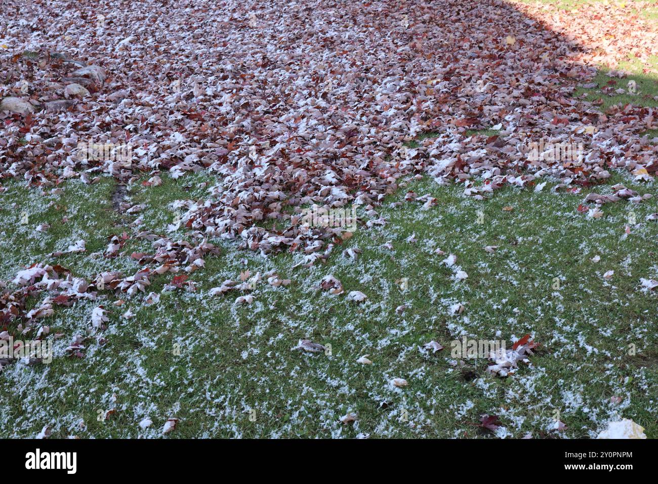 A thick layer of Autumn Blaze Maple leaves laying on the ground covered ...