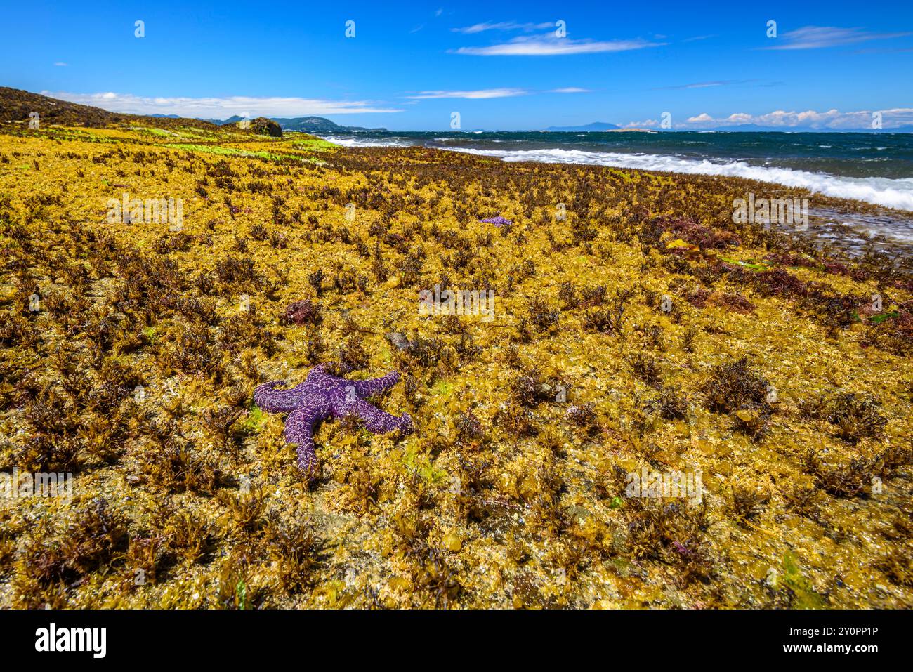 A sea star on a beach covered with intertidal plants left stranded at ...