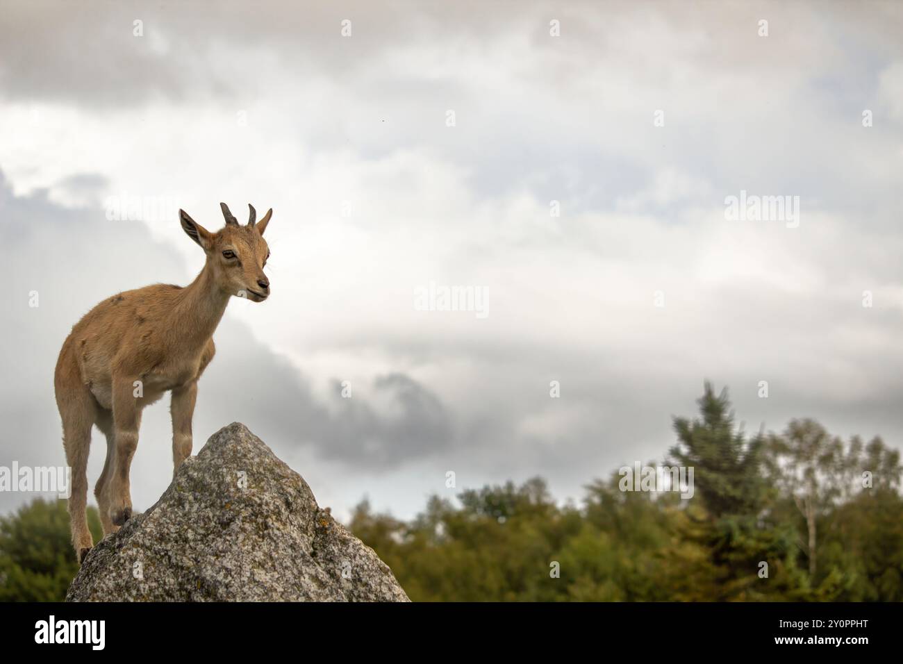 Carpa falconeri heptner. Turkmenian Markhor unique species. Young goat ...