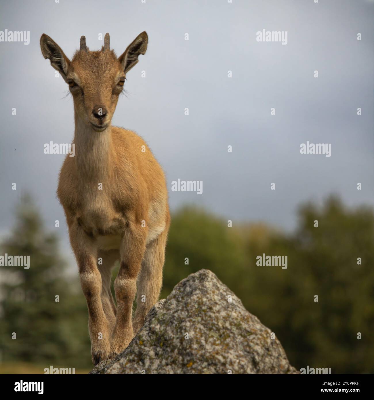Carpa falconeri heptner. Turkmenian Markhor unique species. Young goat ...