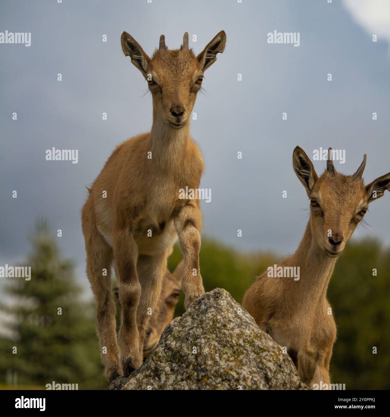 Markhor day hi-res stock photography and images - Alamy