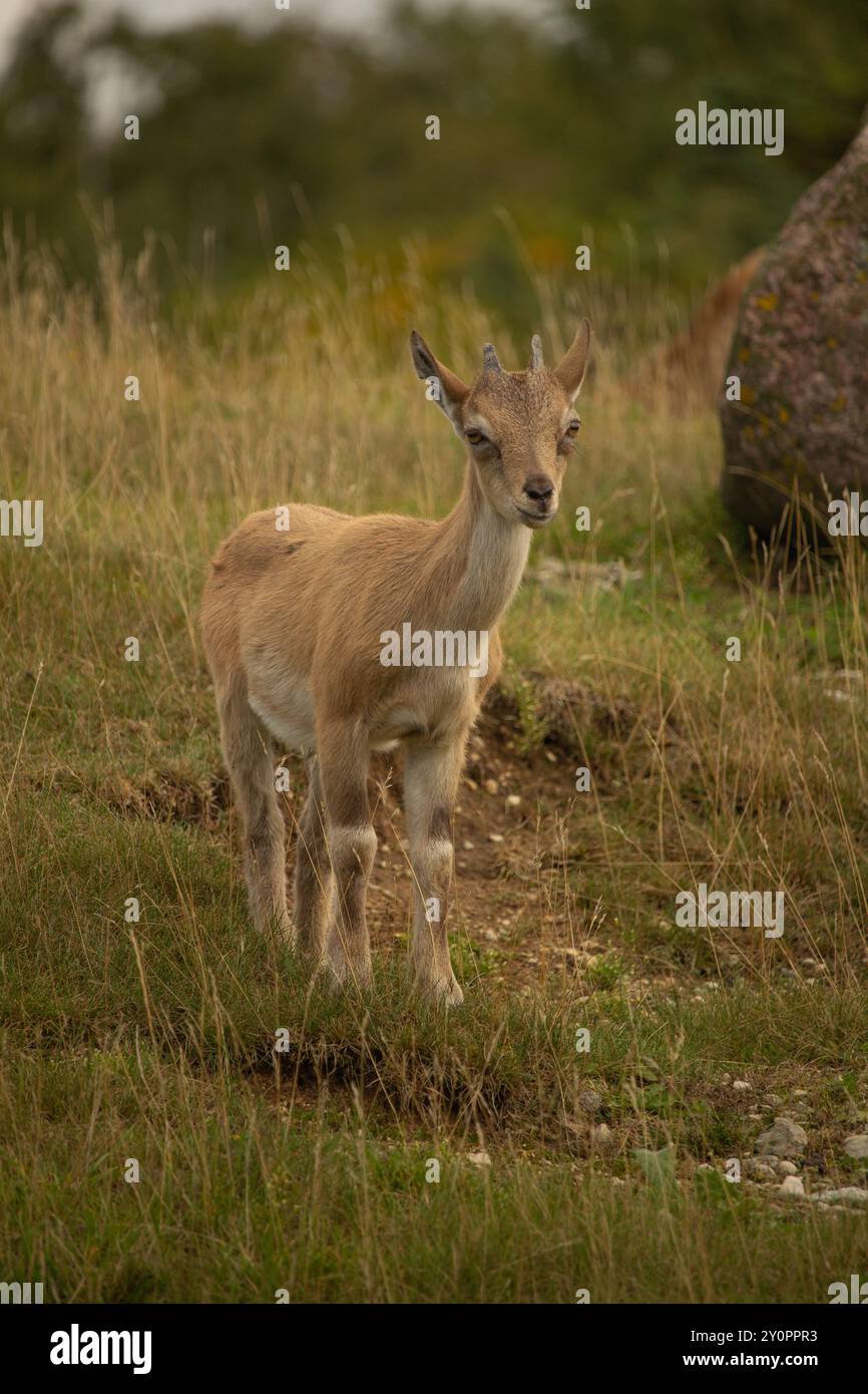 Carpa falconeri heptner. Turkmenian Markhor unique species of goat ...