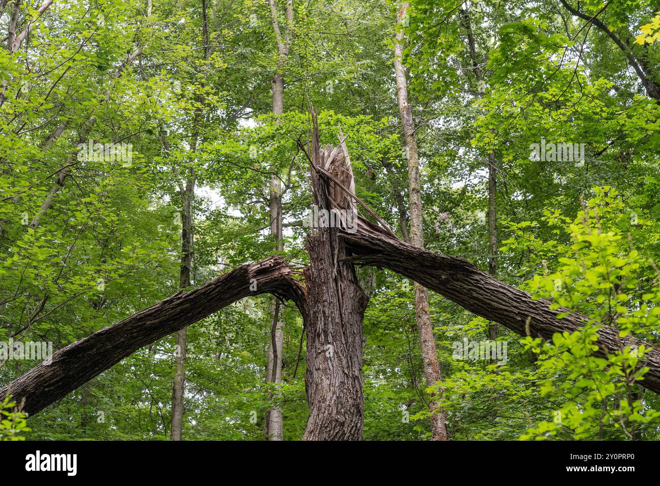 Split evenly hi-res stock photography and images - Alamy
