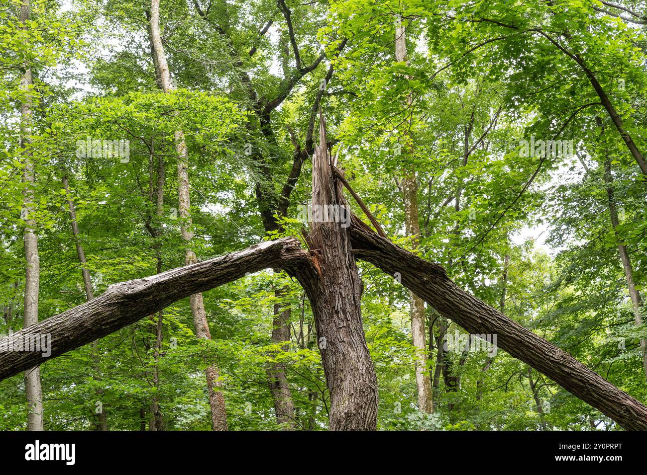 Almost evenly split tree by lightning in the forest Stock Photo - Alamy