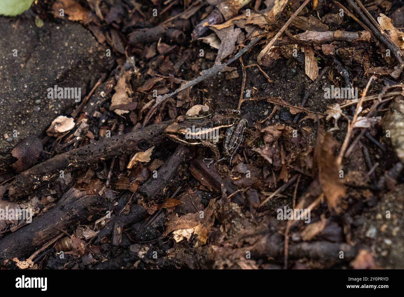Lithobates sylvaticus known as wood frog seen in the forest Stock Photo ...