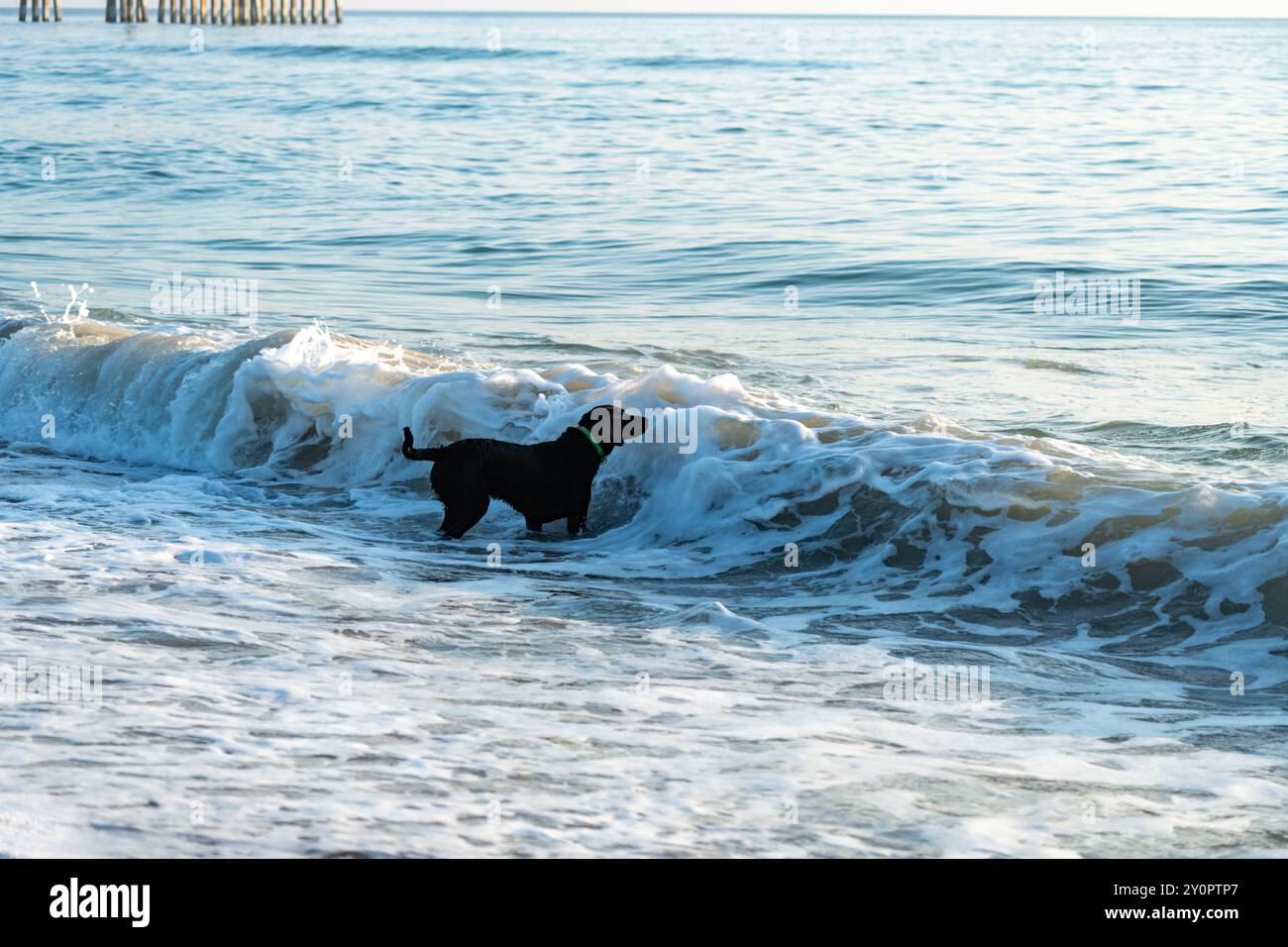 Black Lab dog enters the surf in the ocean - Nags Head North Carolina ...