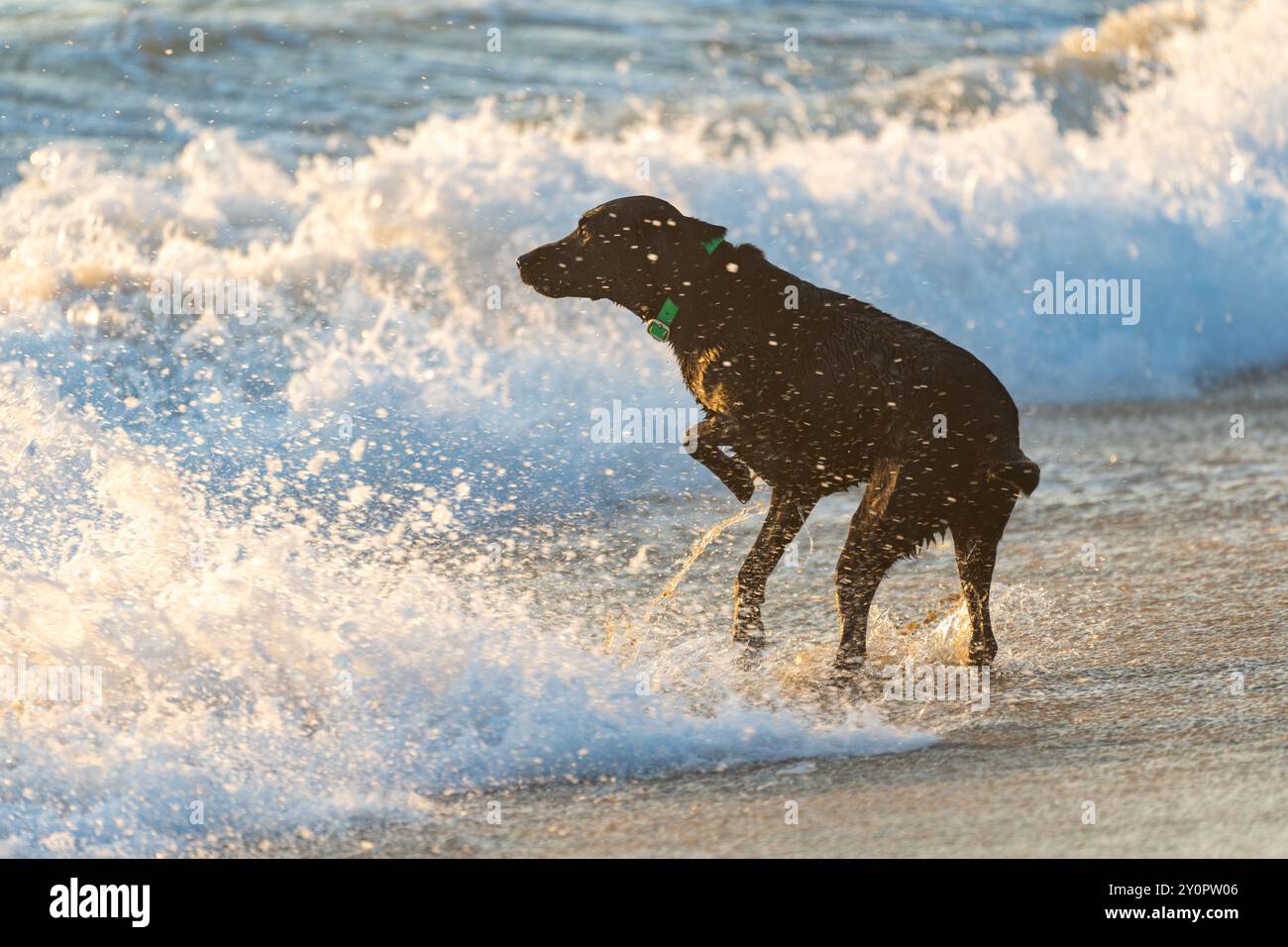 Black Labrador Retriever dog at the beach, playing and frolicking in ...