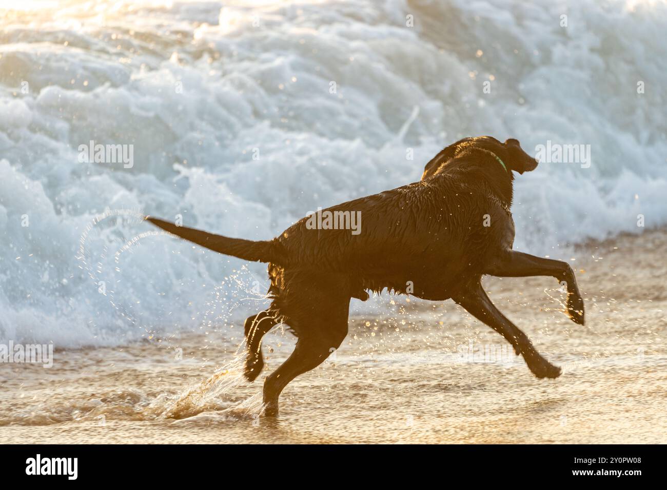 Black Labrador Retriever dog at the beach, playing and frolicking in ...