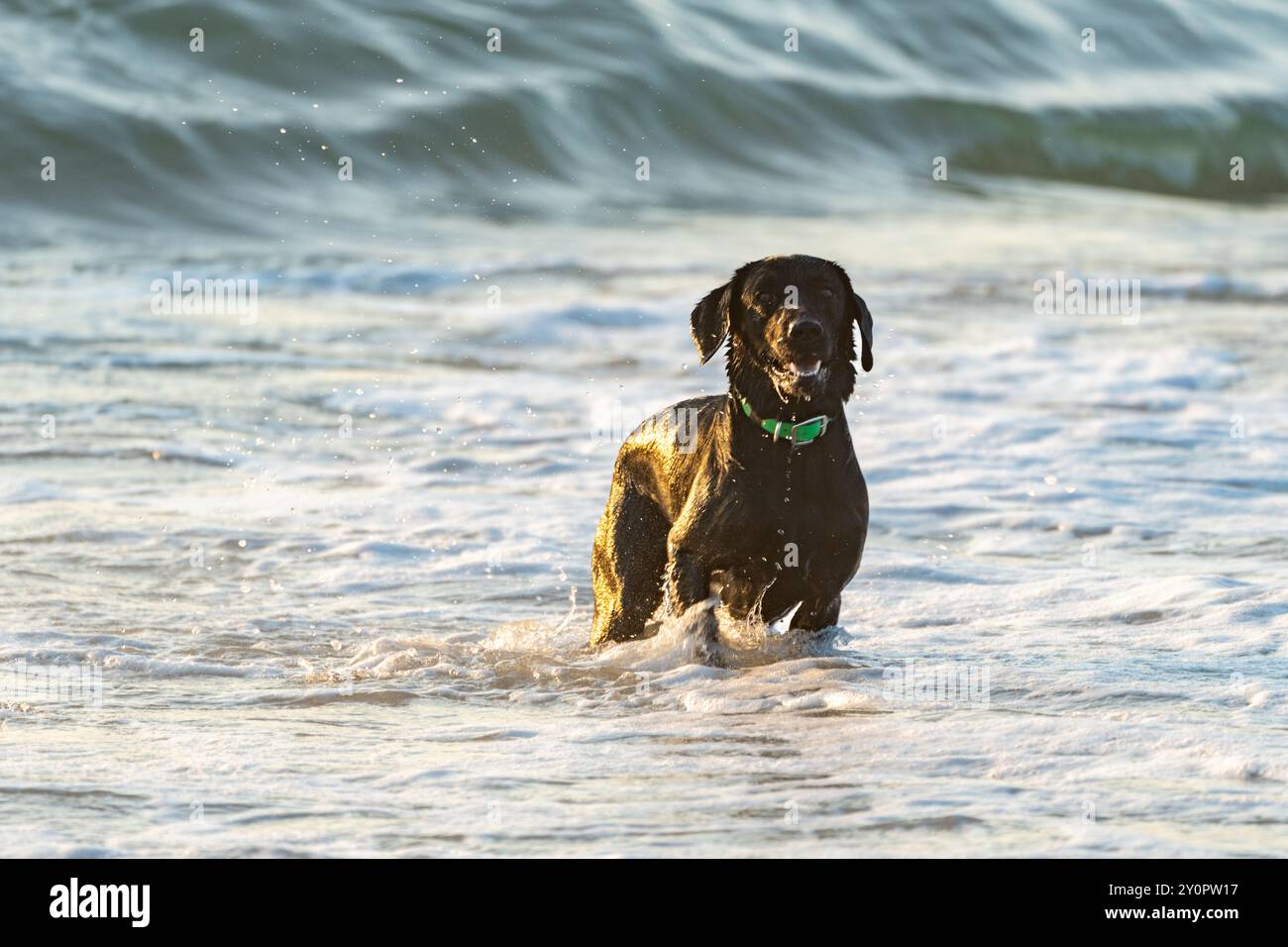 Black Labrador Retriever dog at the beach, playing and frolicking in ...